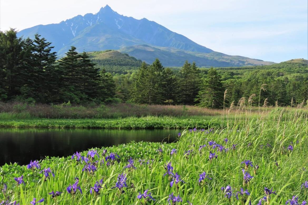 「彩りの季節」利尻礼文サロベツ国立公園たより 2023.7 Vol.31 | 利尻島｜りしぷら RISHIRI PLUS